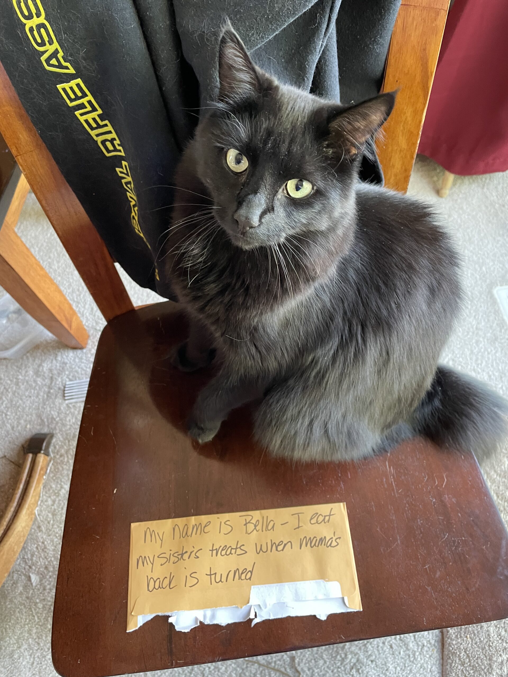 Shame Your Pet | Dog Shaming • Cat Shaming | Shame Your Pet